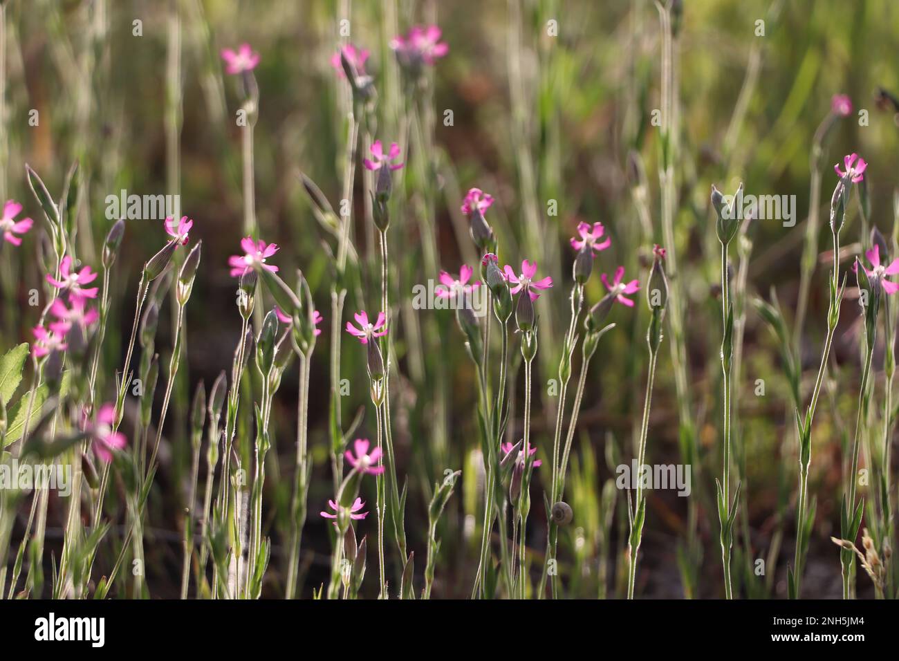 Beautiful pink wildflowers hi-res stock photography and images - Alamy