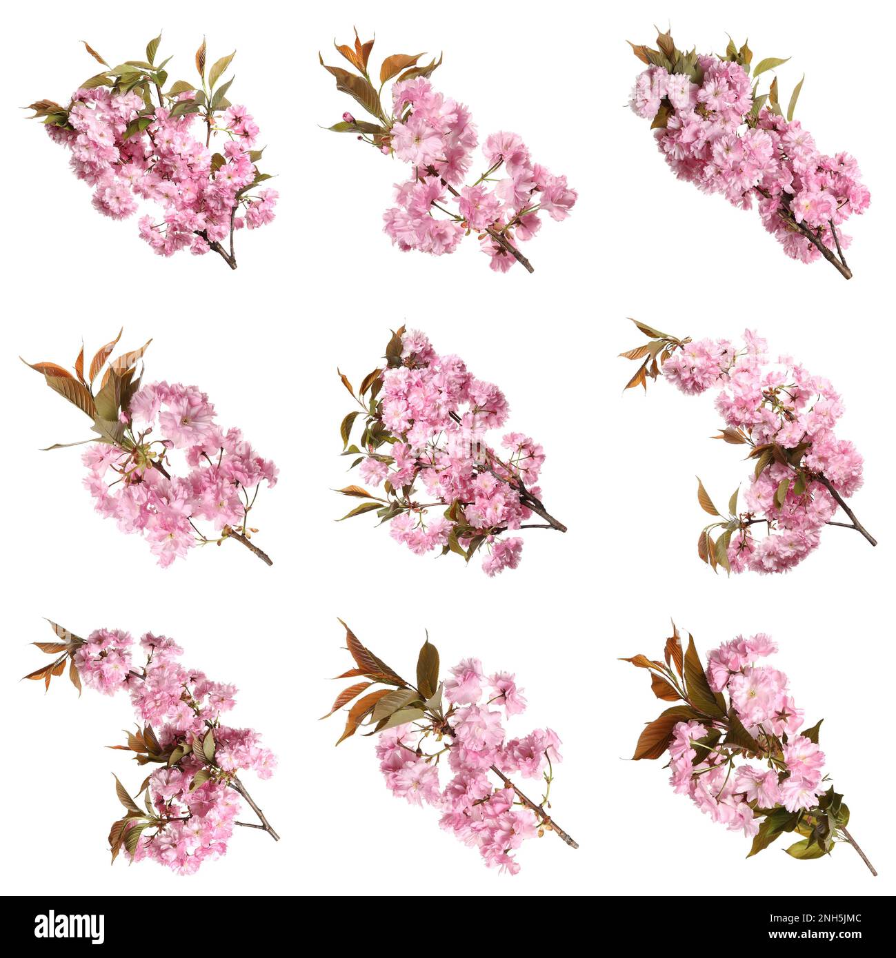 Set of beautiful sakura tree branches with pink flowers on white ...
