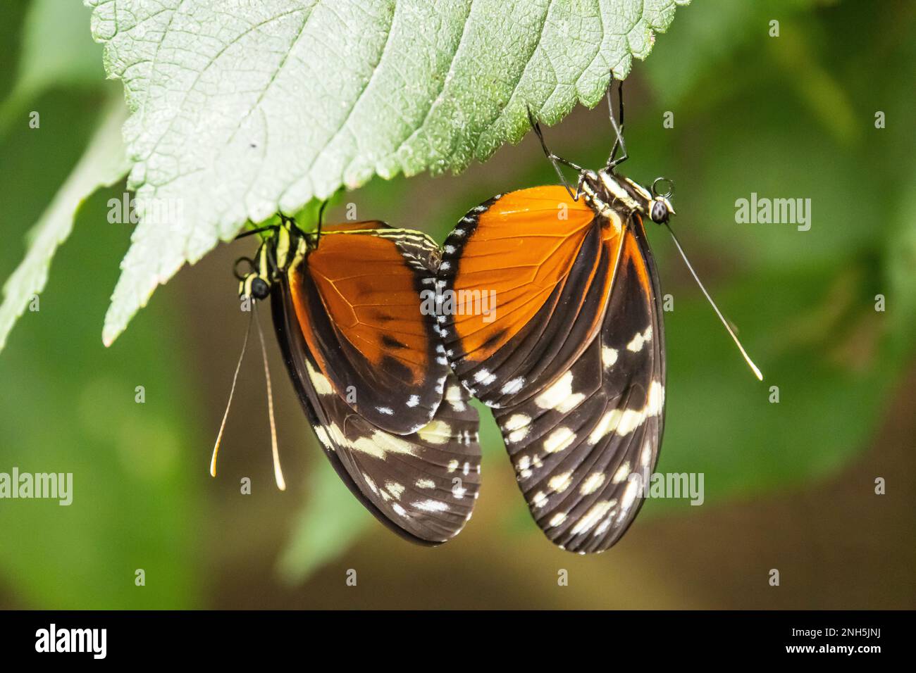 two Tiger Longwing Butterflies mating on plant in Costa Rica Stock ...
