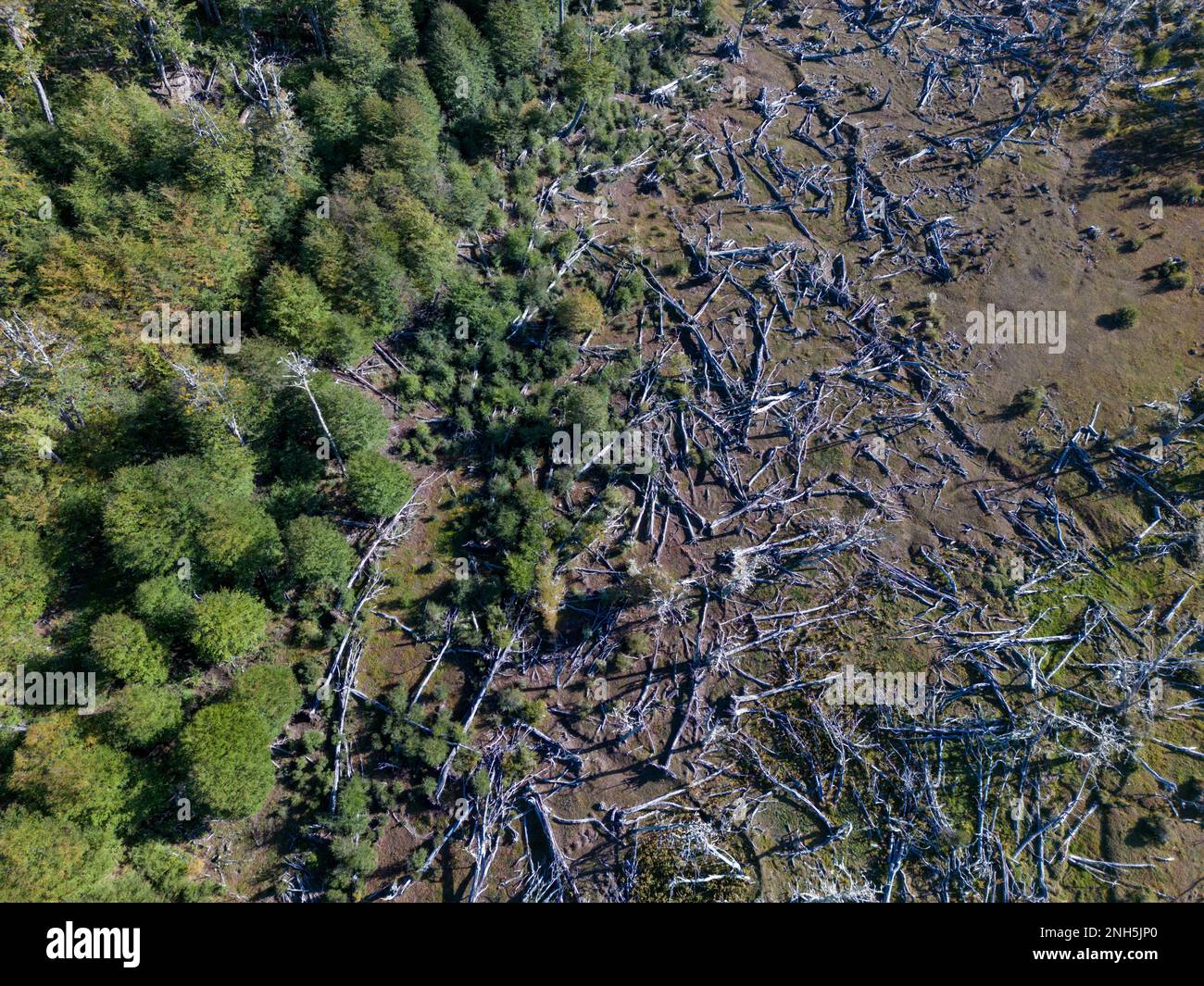 Aerial view of a beaver habitat in Reserva Lago Yeguin on the island ...
