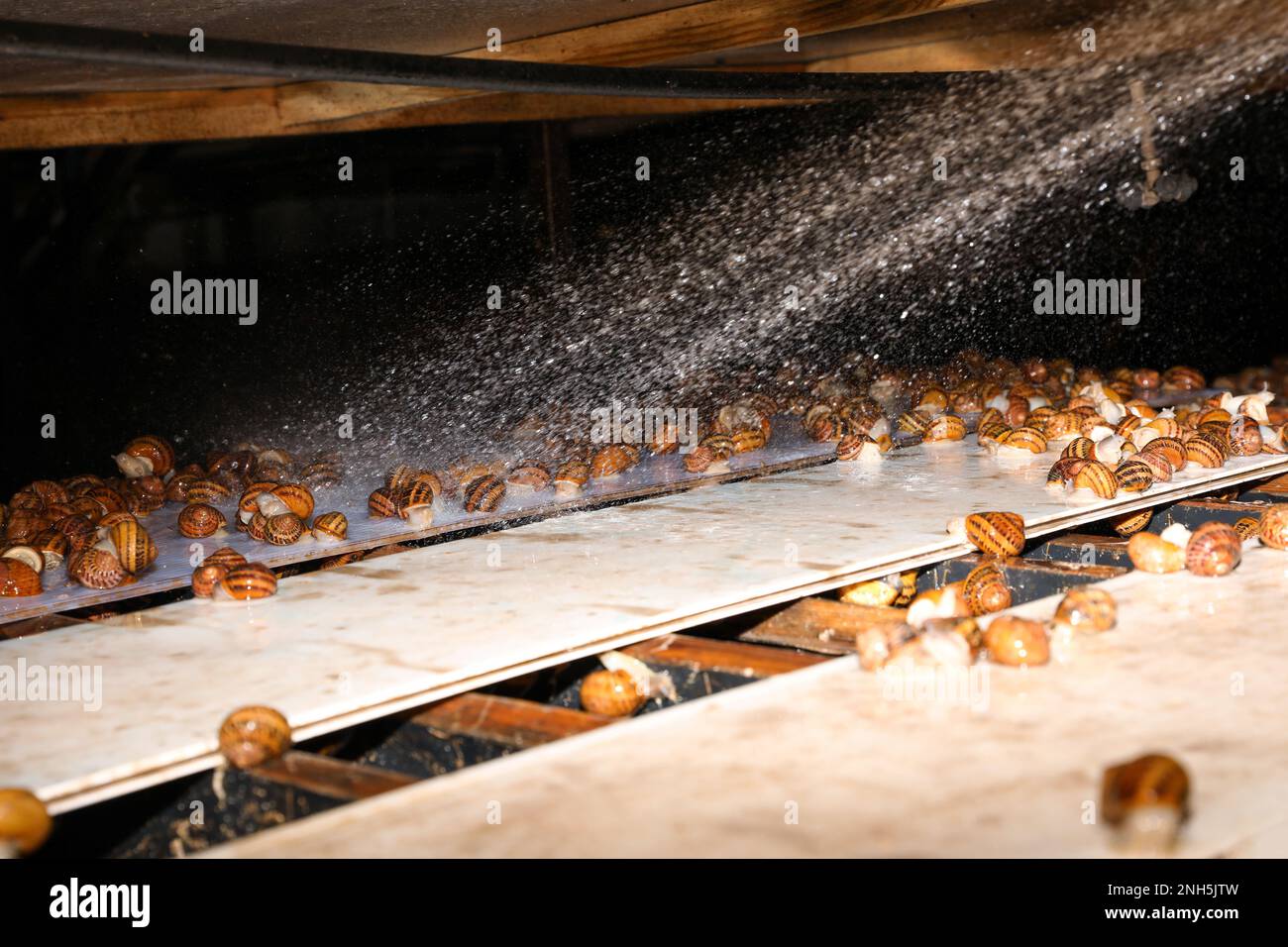 Washing snails on modern farm, closeup view Stock Photo - Alamy