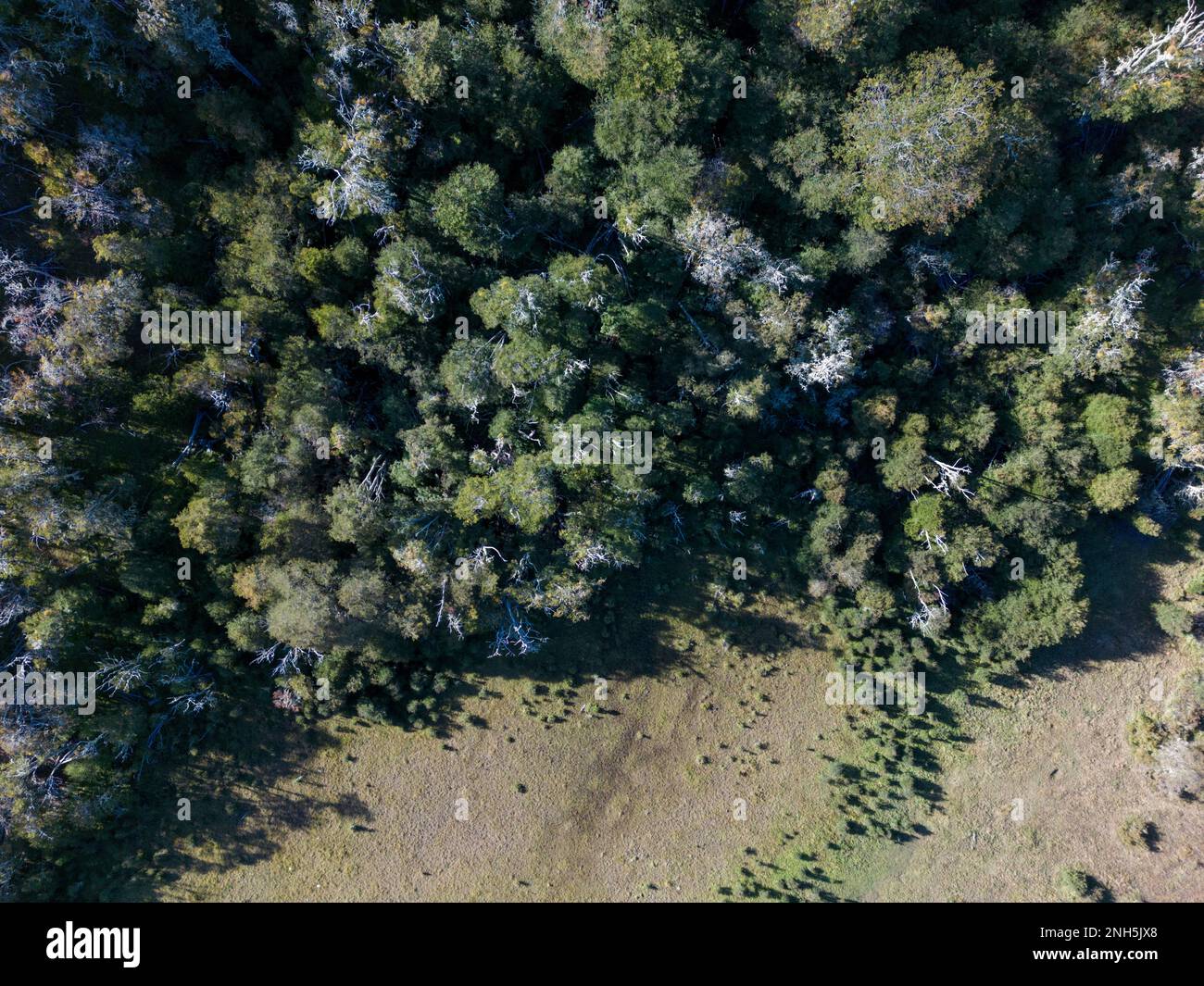 Aerial view of a beaver habitat in Reserva Lago Yeguin on the island ...