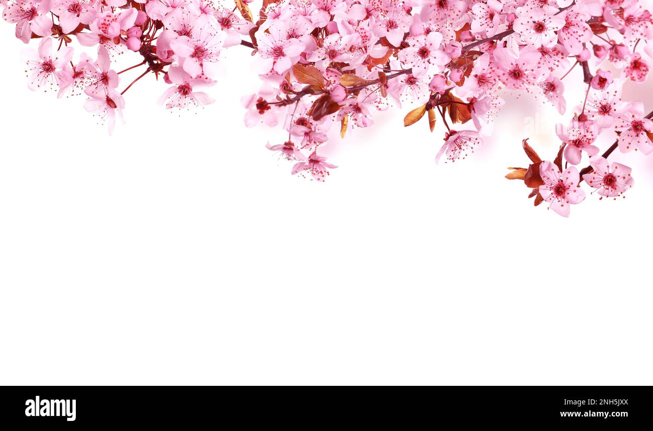 Beautiful sakura tree branches with delicate pink flowers on white ...