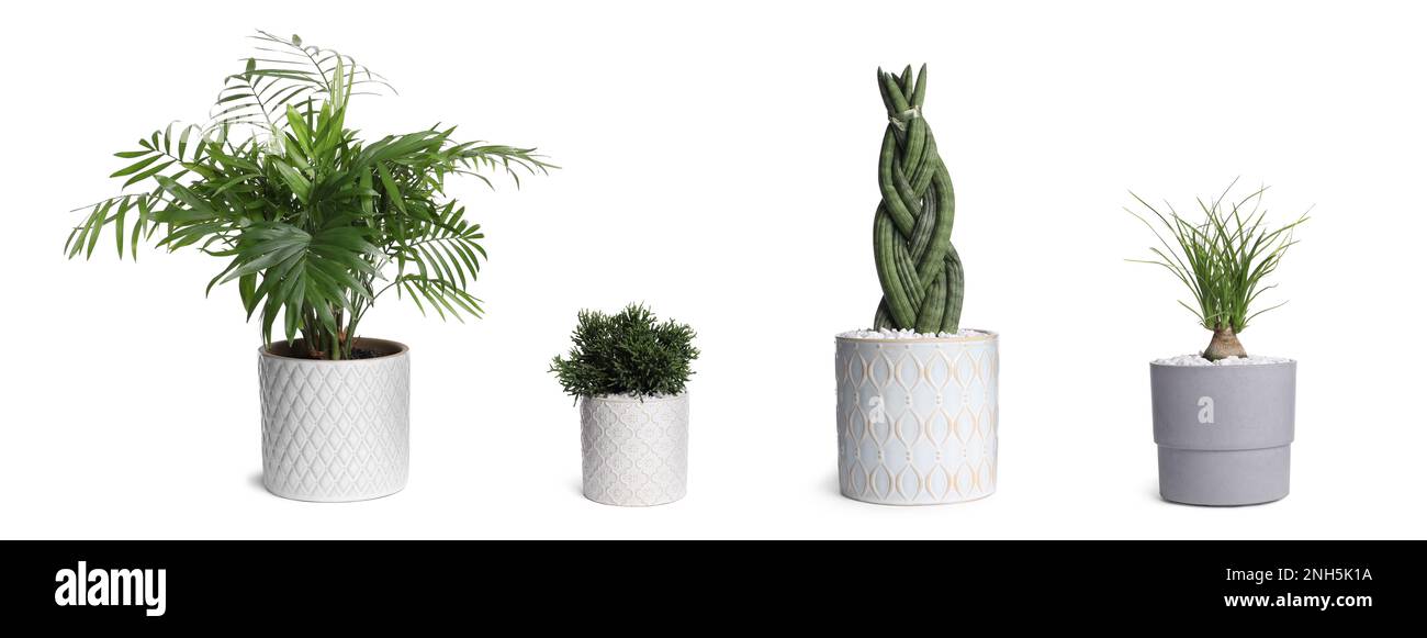 Set with different beautiful houseplants on white background. Banner ...