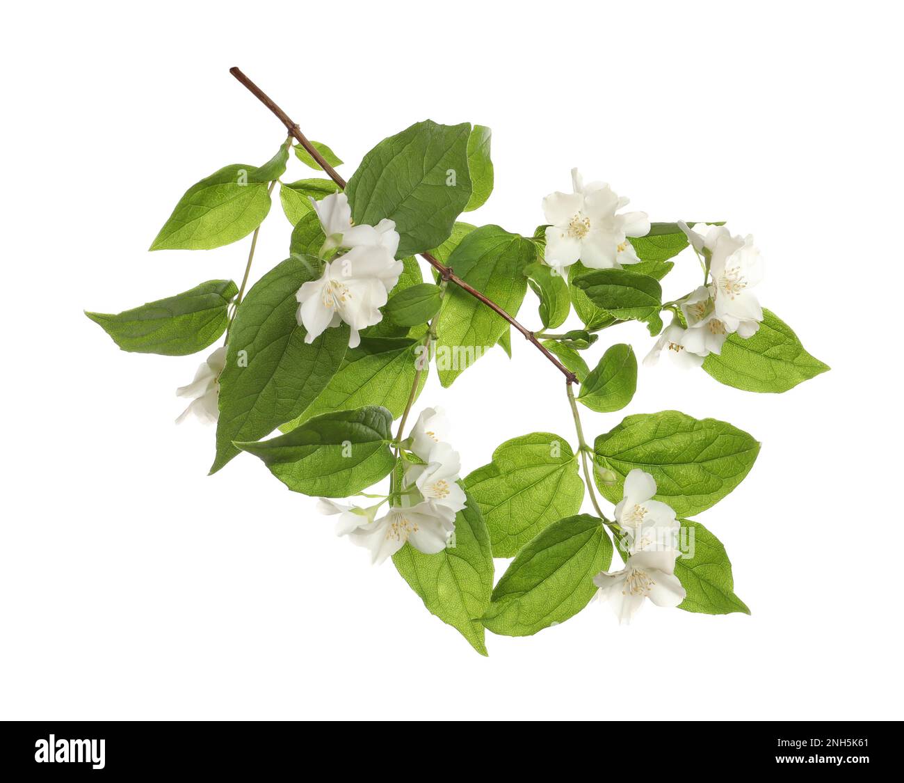 Branch of beautiful jasmine plant on white background Stock Photo - Alamy