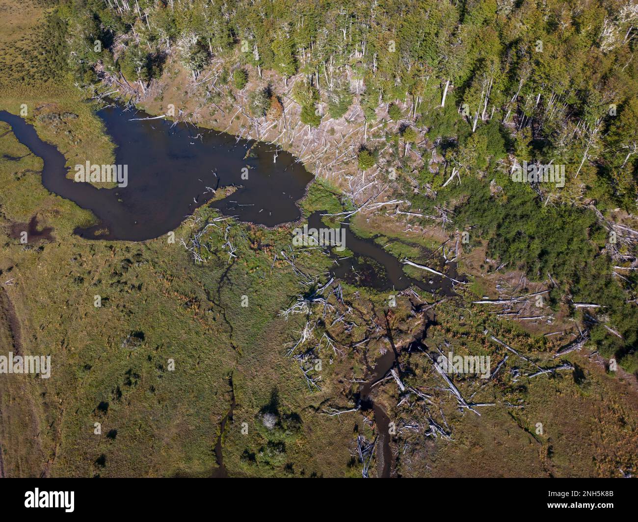 Aerial view of a beaver habitat in Reserva Lago Yeguin on the island ...