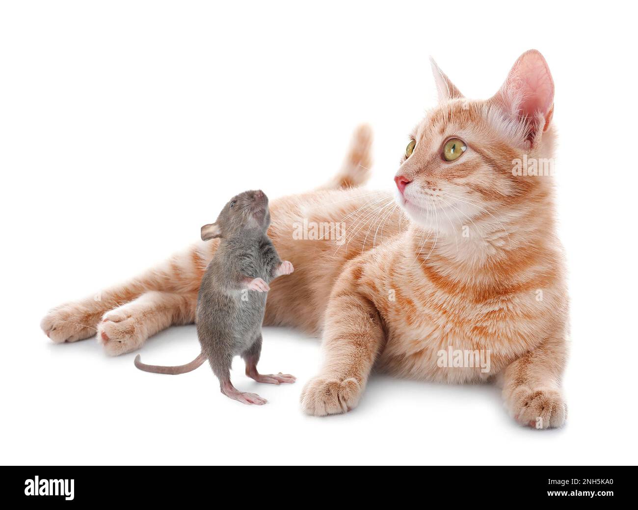 Cute yellow tabby cat and rat on white background. Lovely pets Stock ...