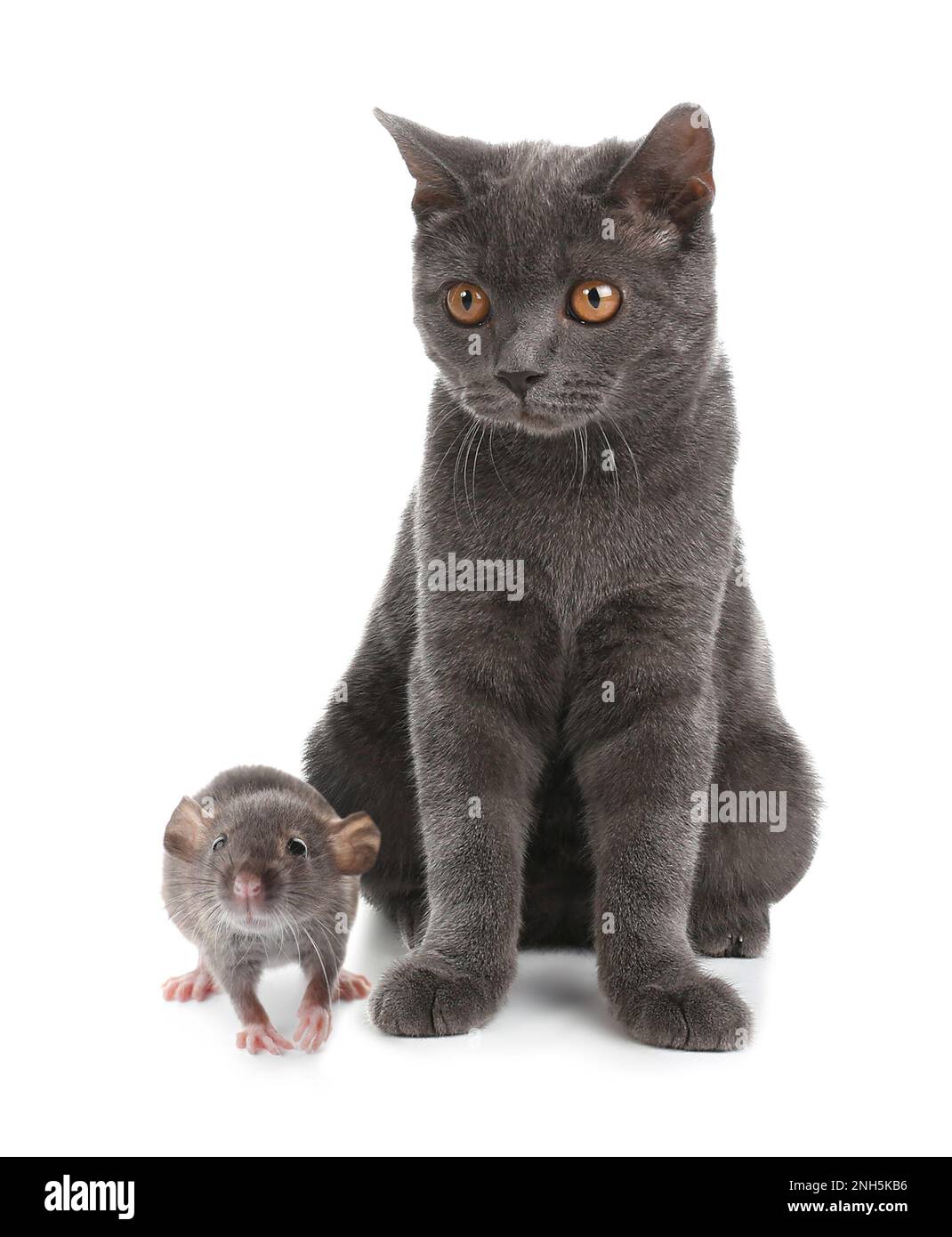 Cute grey British Shorthair cat and rat on white background. Lovely ...