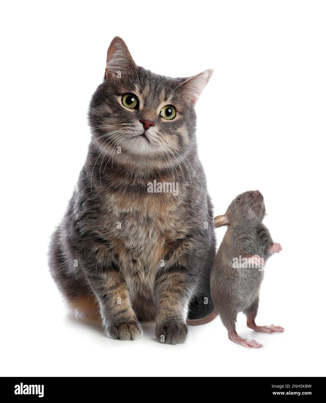 Cute gray tabby cat and rat on white background. Lovely pets Stock ...