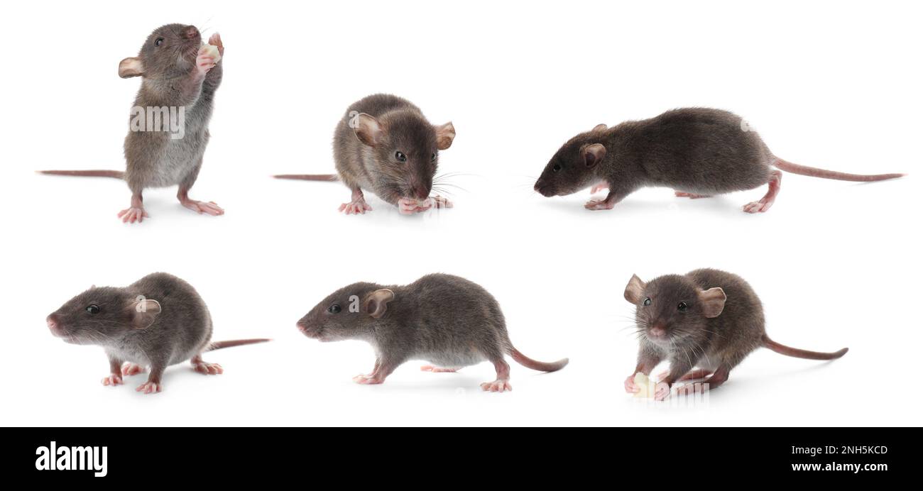 Small rats on white background, collage. Pest control Stock Photo - Alamy