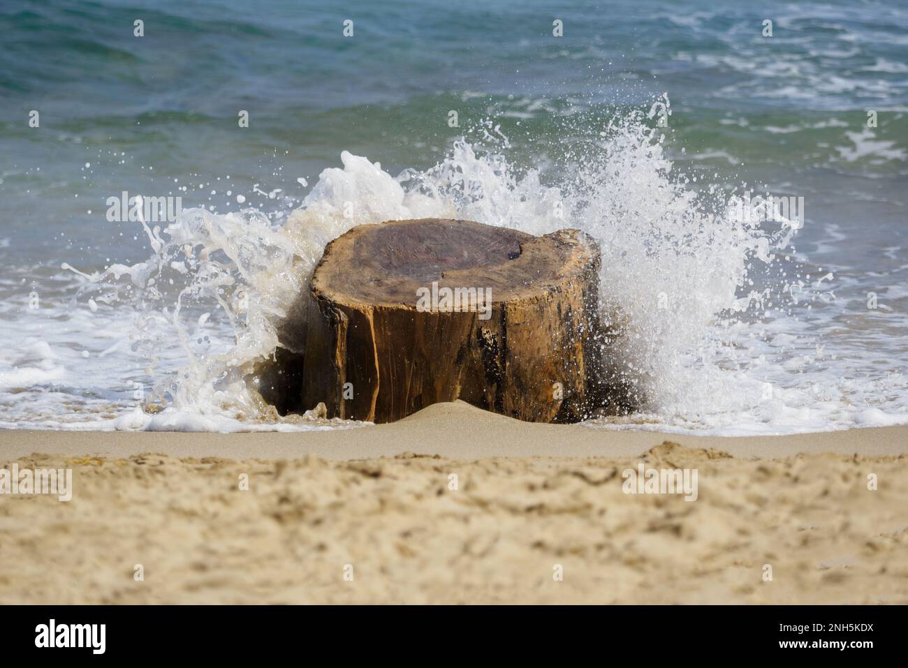 Tree stump on the beach ocean background Stock Photo - Alamy