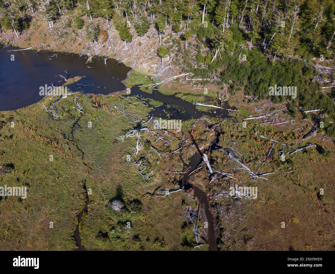 Aerial view of a beaver habitat in Reserva Lago Yeguin on the island ...