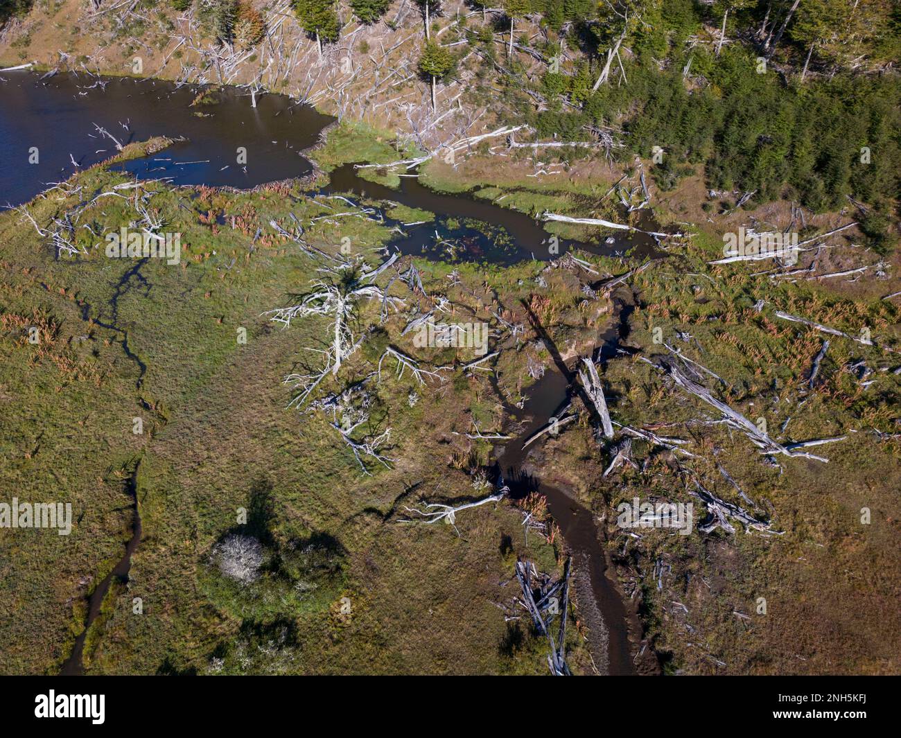 Aerial view of a beaver habitat in Reserva Lago Yeguin on the island ...