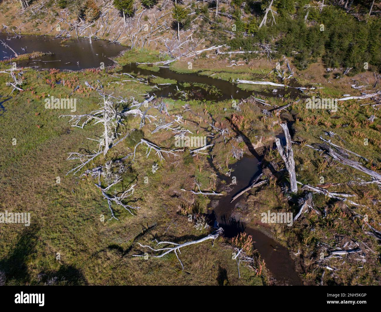 Aerial view of a beaver habitat in Reserva Lago Yeguin on the island ...