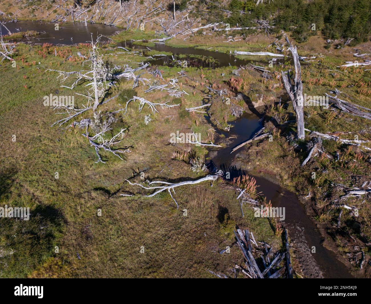 Aerial view of a beaver habitat in Reserva Lago Yeguin on the island ...