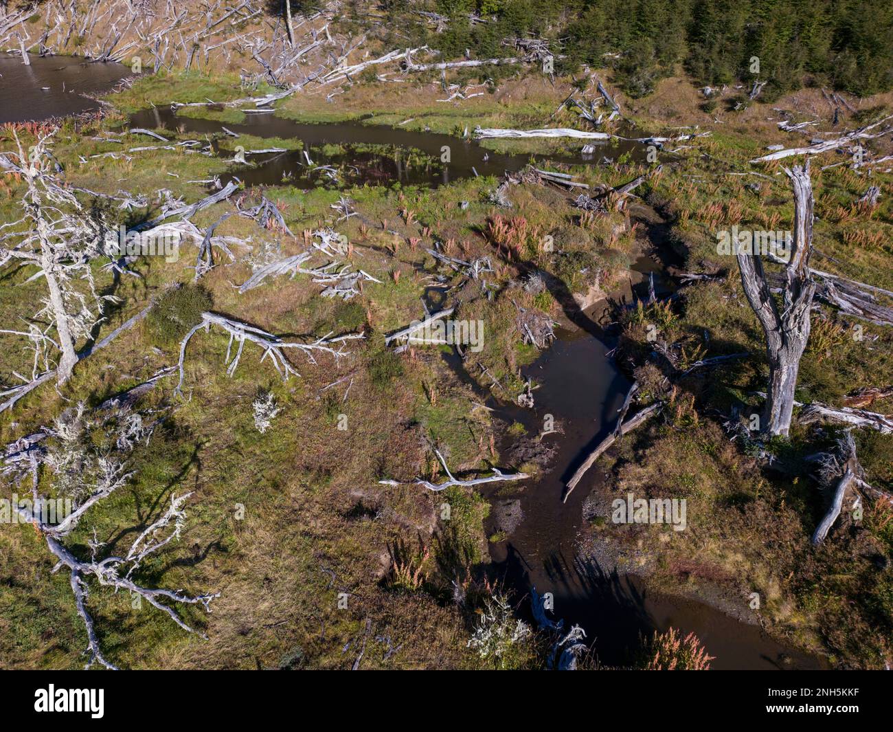 Aerial view of a beaver habitat in Reserva Lago Yeguin on the island ...