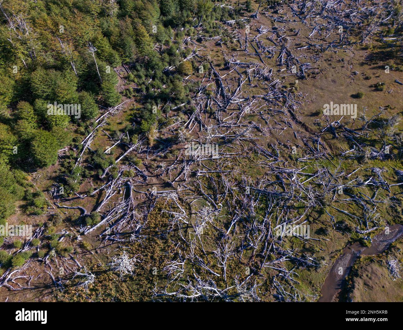 Aerial view of a beaver habitat in Reserva Lago Yeguin on the island ...