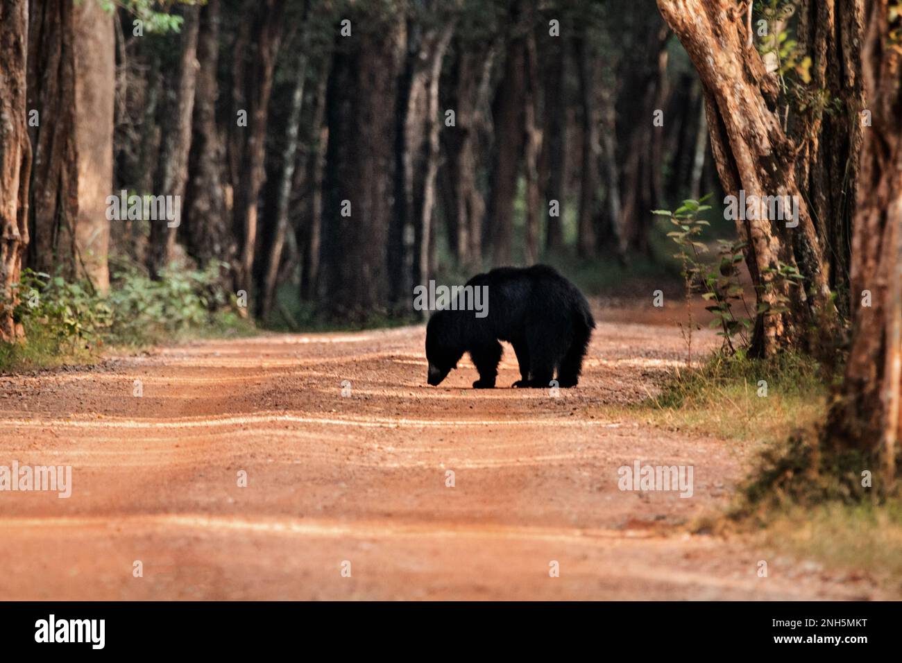 Endemic animals of sri lanka hi-res stock photography and images - Alamy