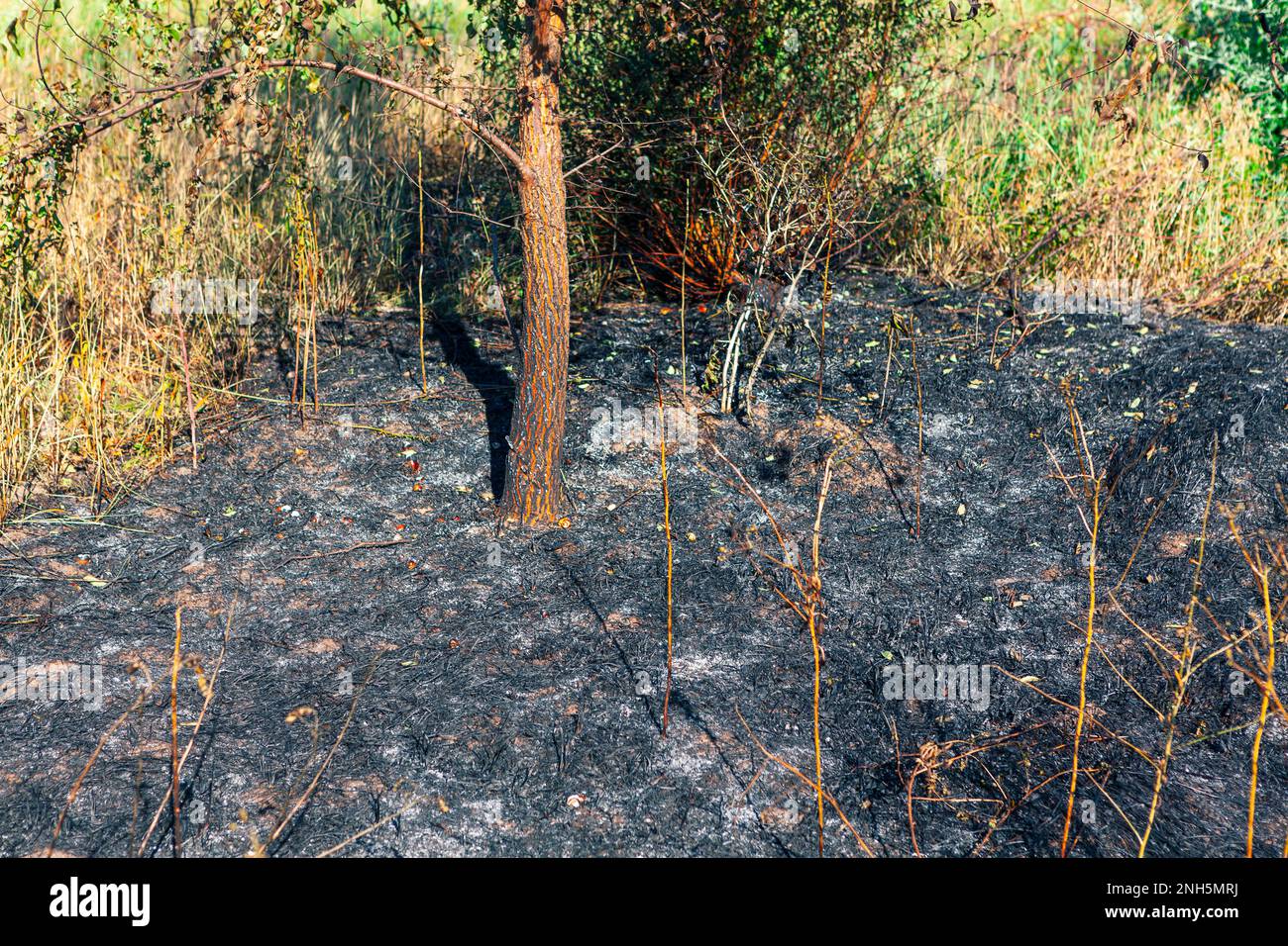 Dry land burnt destroyed fire hi-res stock photography and images - Alamy