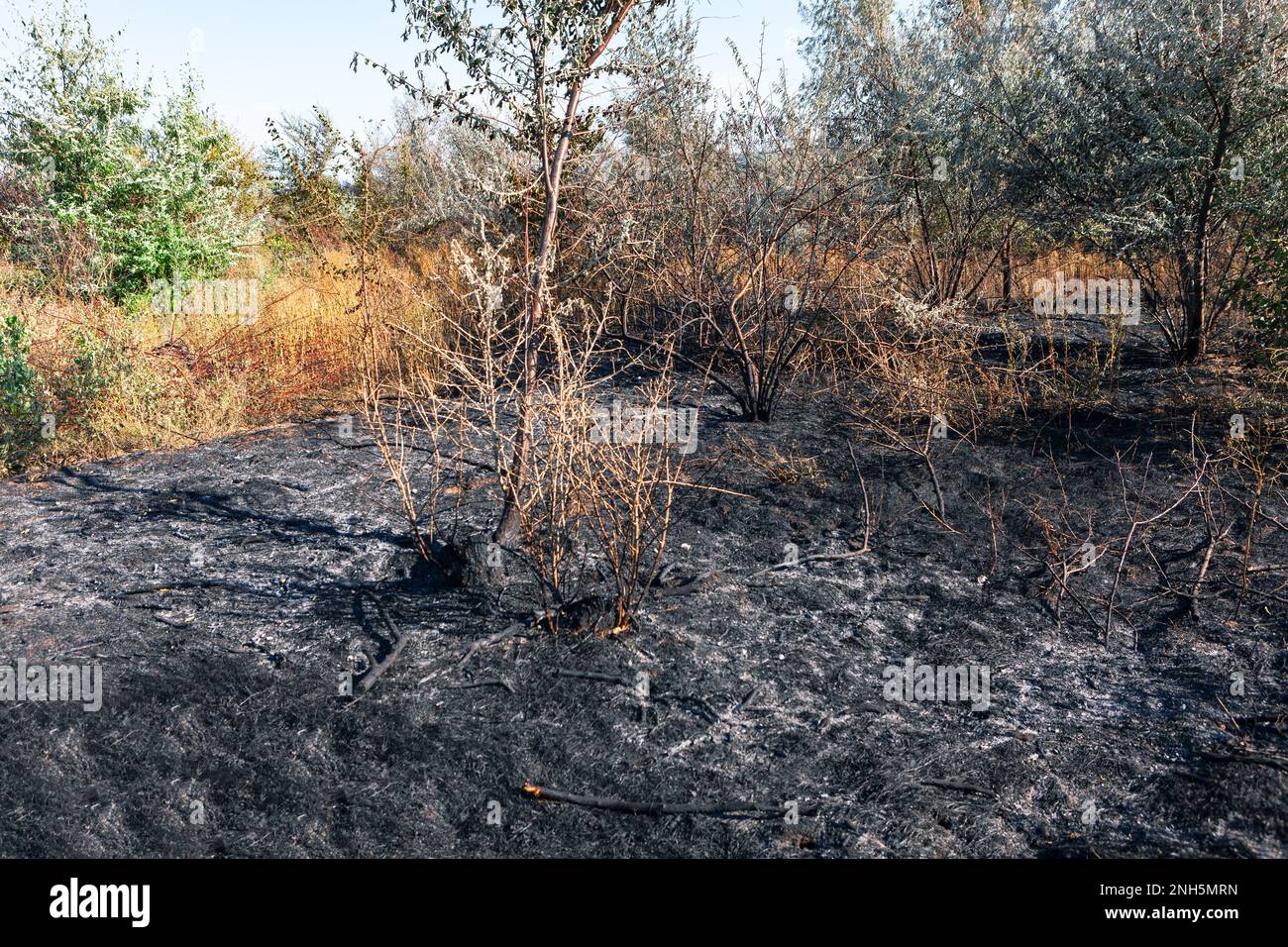 Dry land burnt destroyed fire hi-res stock photography and images - Alamy