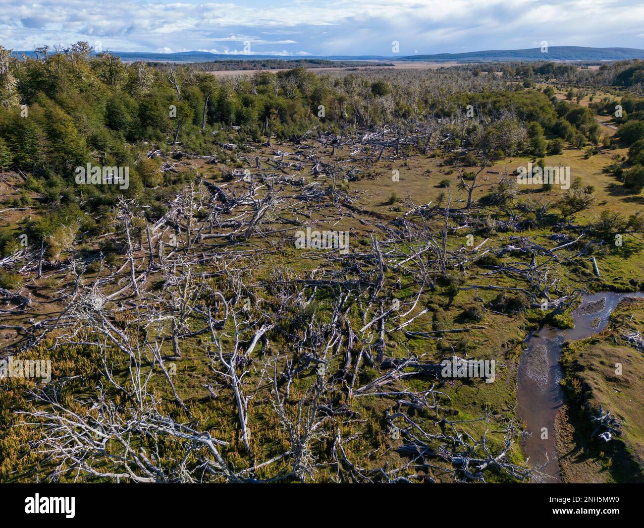Aerial view of a beaver habitat in Reserva Lago Yeguin on the island ...