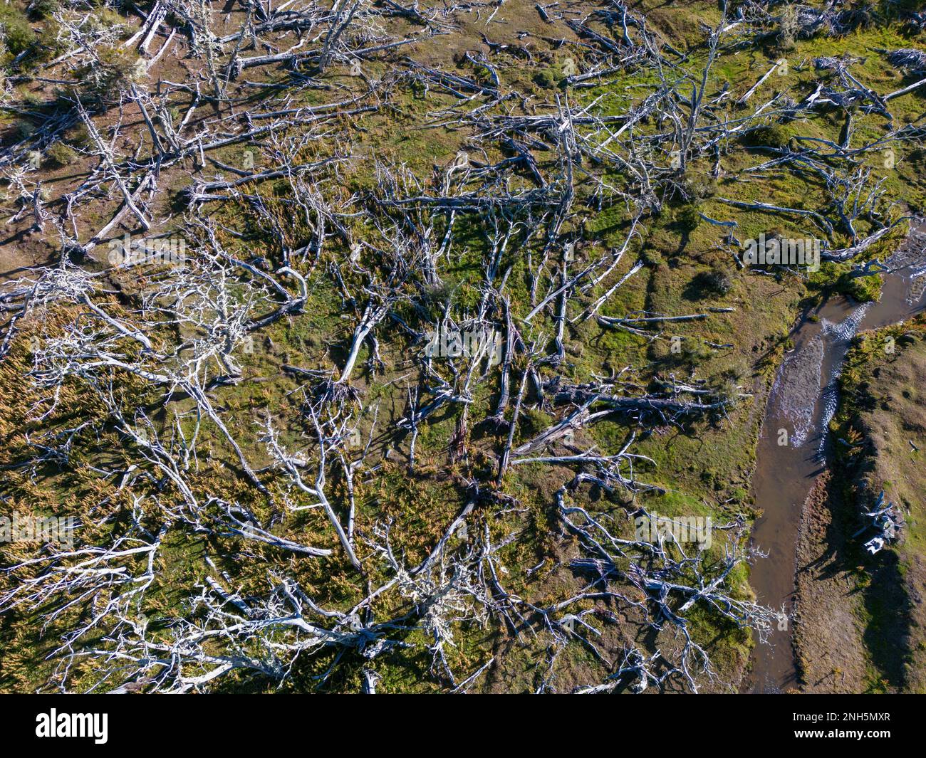Aerial view of a beaver habitat in Reserva Lago Yeguin on the island ...