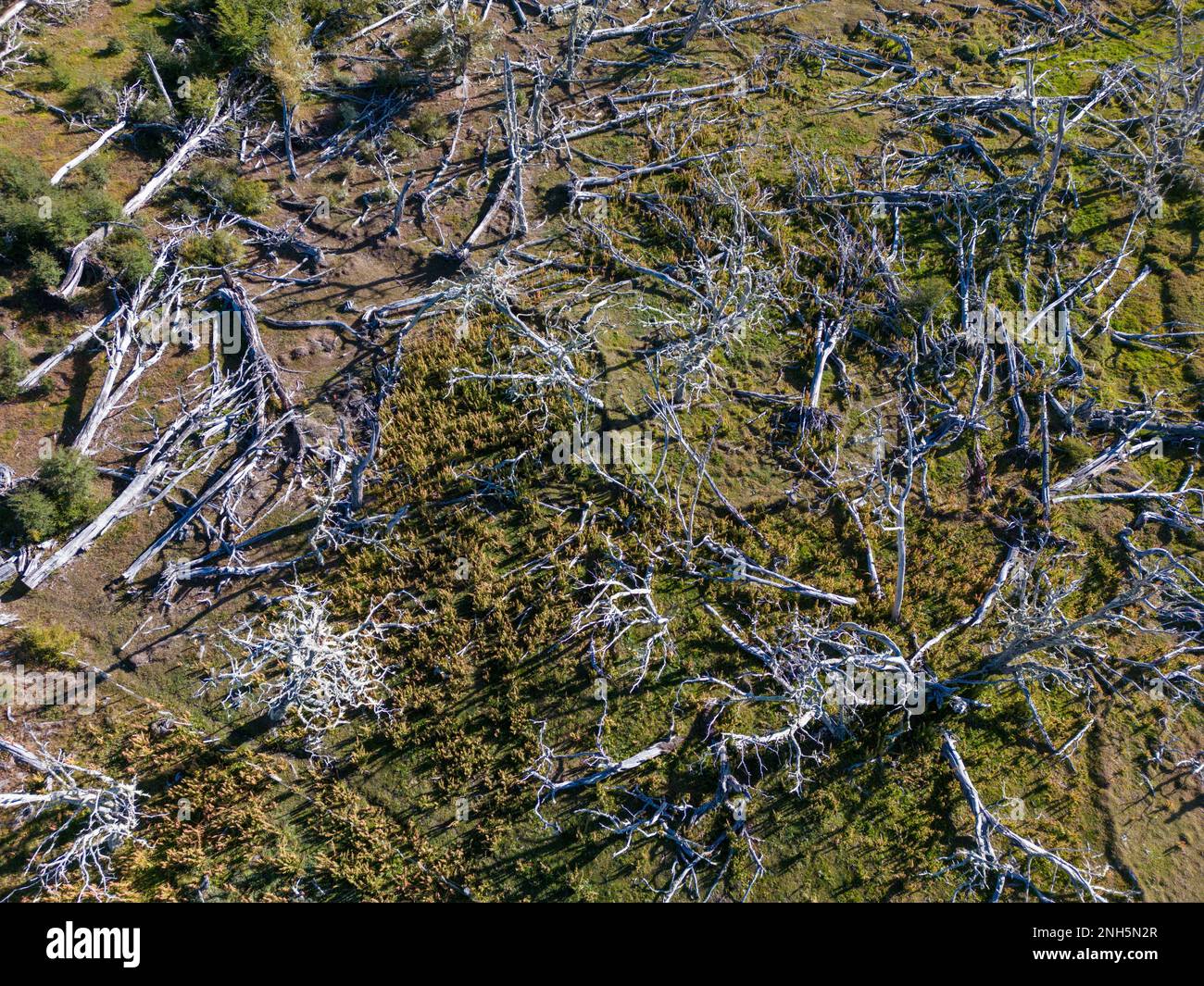 Aerial view of a beaver habitat in Reserva Lago Yeguin on the island ...