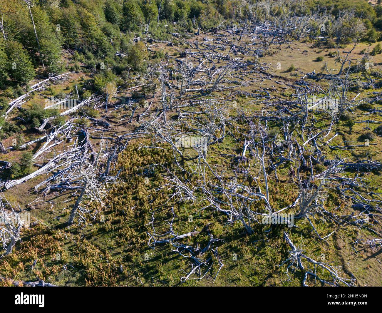 Aerial view of a beaver habitat in Reserva Lago Yeguin on the island ...