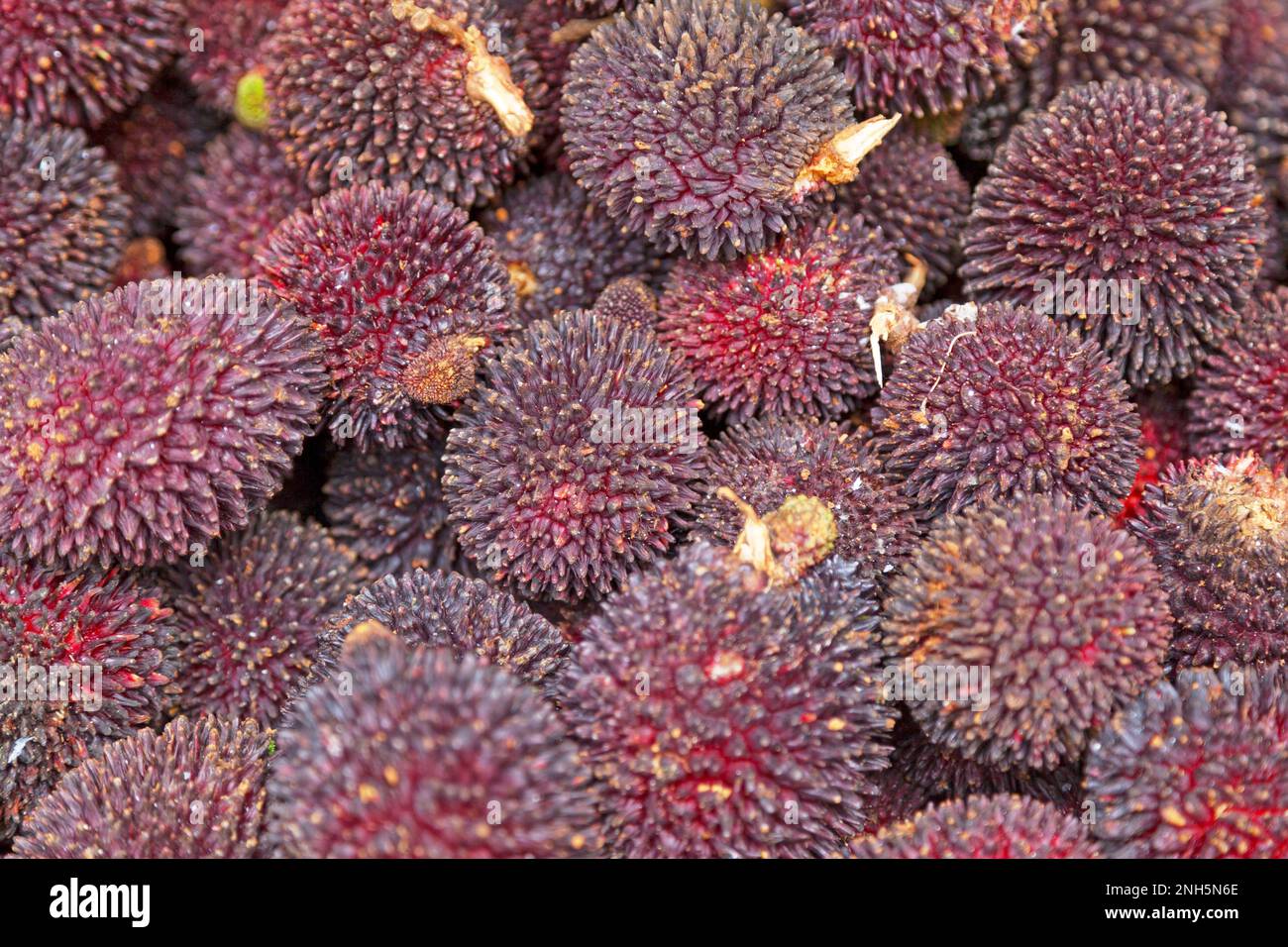 Pulasan hi-res stock photography and images - Alamy