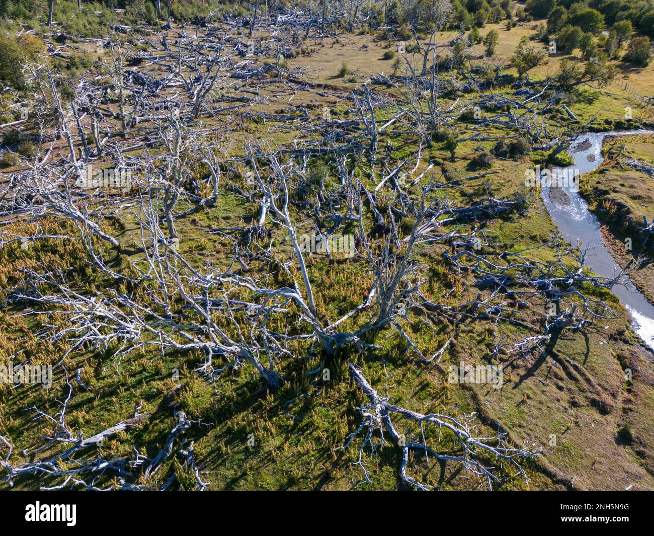 Aerial view of a beaver habitat in Reserva Lago Yeguin on the island ...