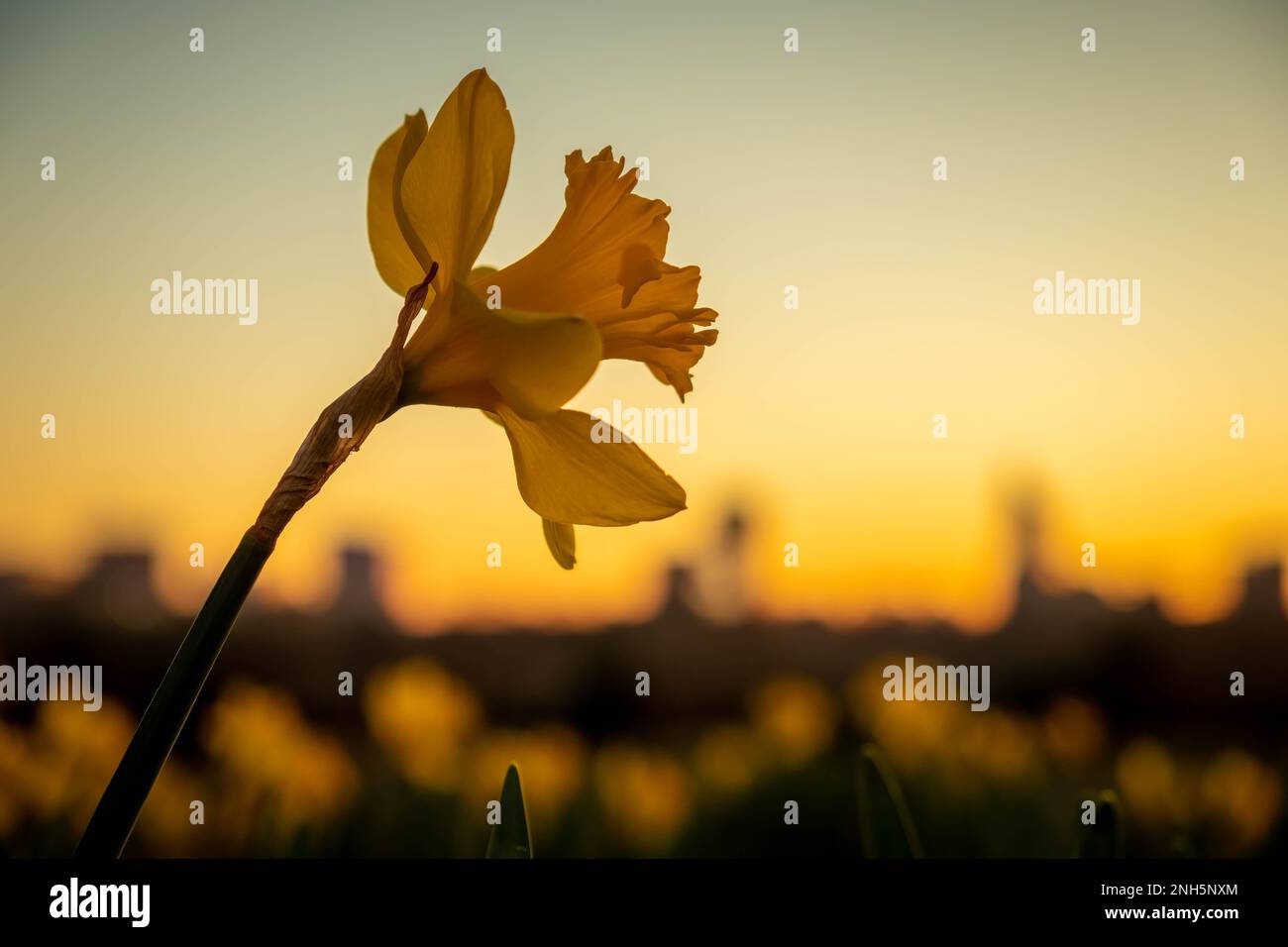 A single Daffodil bloom reaches high over the distant cityscape in the ...
