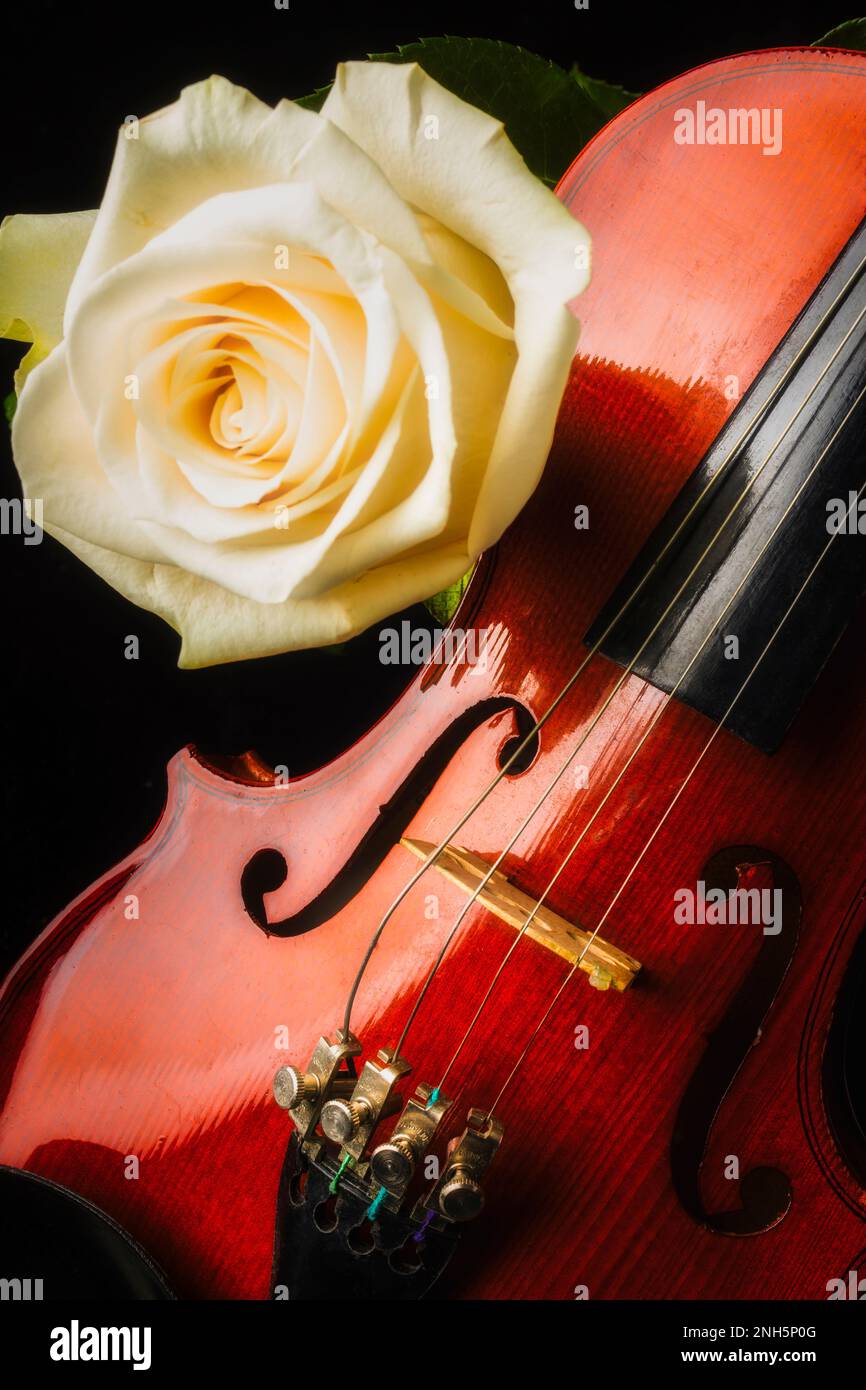 Violin Rose Wallpaper