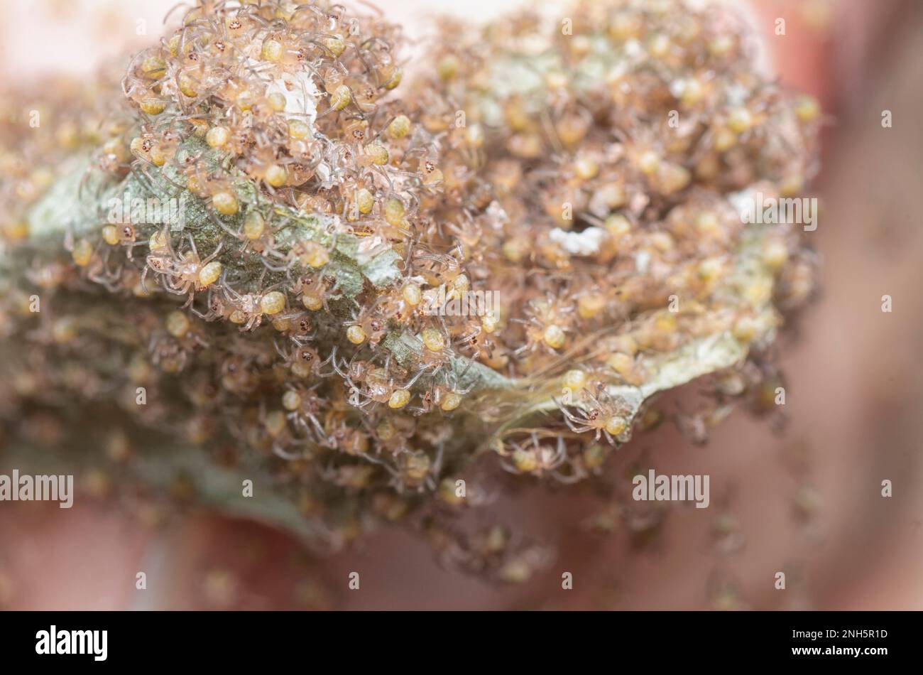 swamp of spiderlings and eggs spiders on the sac nest Stock Photo - Alamy