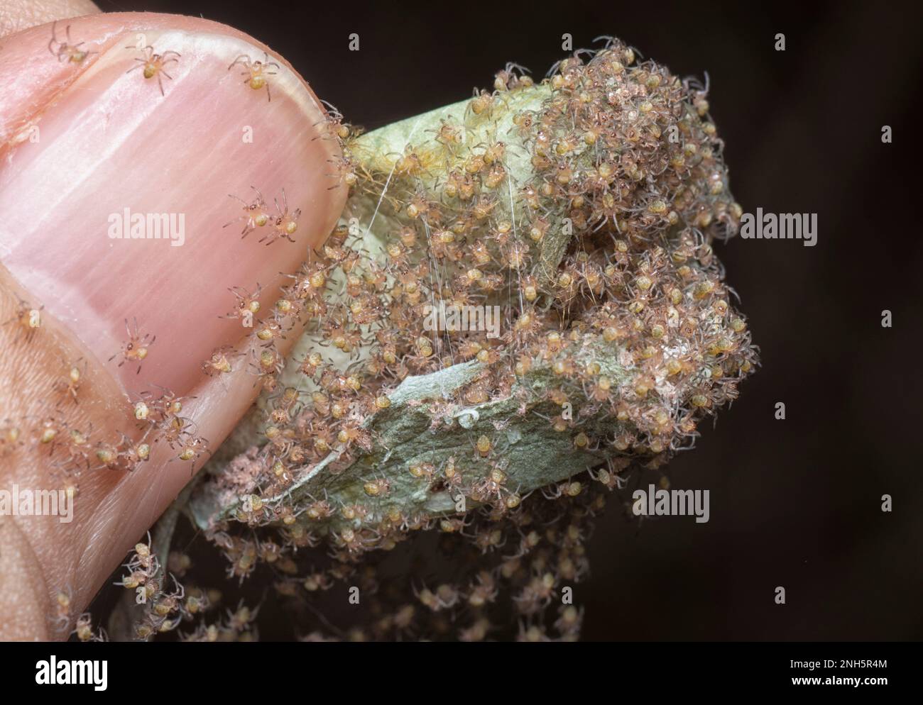 Ball of baby spiders hi-res stock photography and images - Alamy