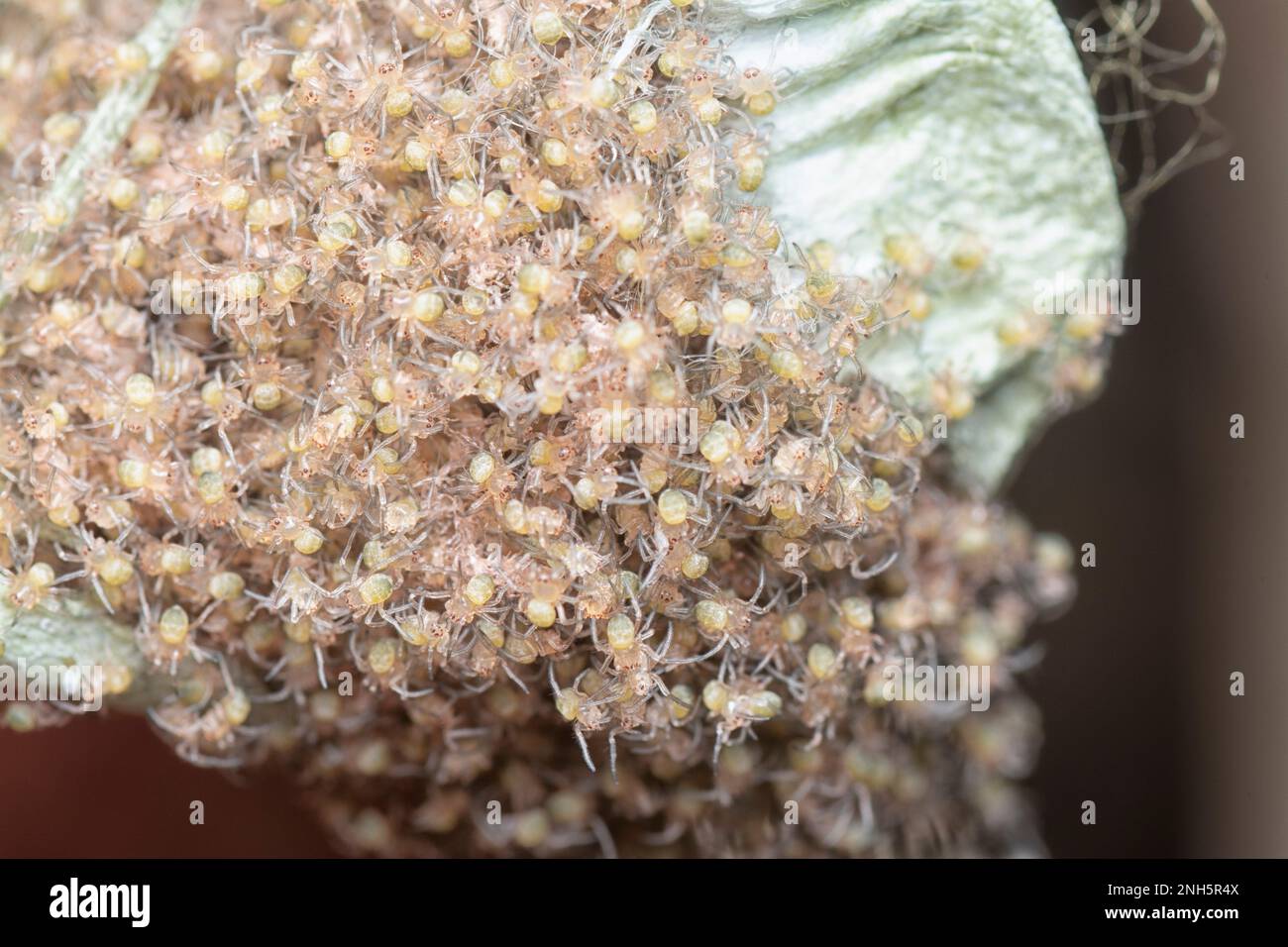 Ball of baby spiders hi-res stock photography and images - Alamy