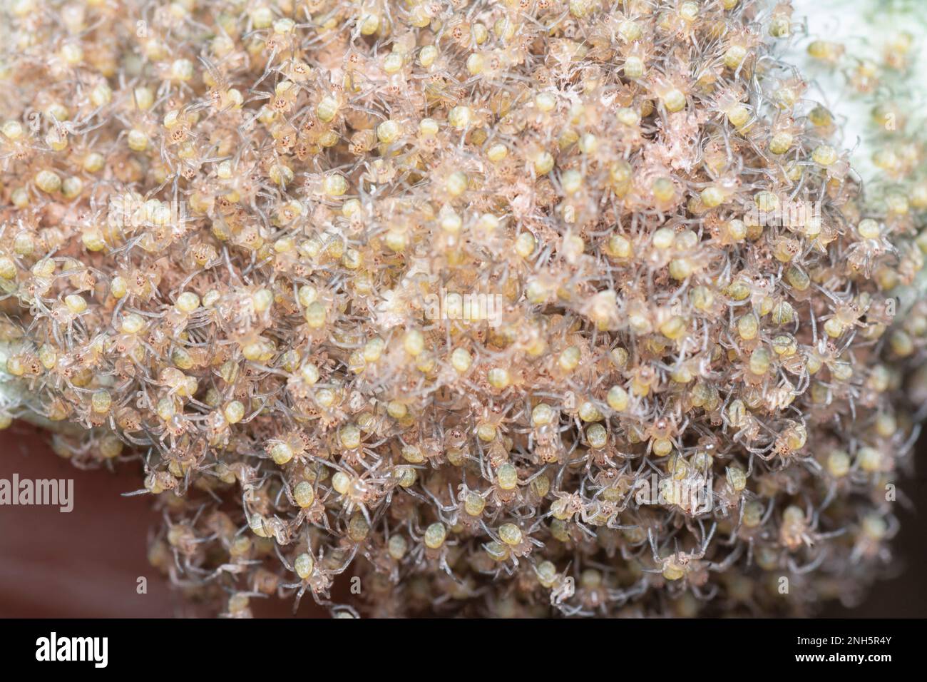 swamp of spiderlings and eggs spiders on the sac nest Stock Photo - Alamy