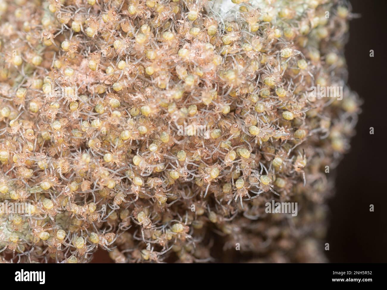 swamp of spiderlings and eggs spiders on the sac nest Stock Photo - Alamy