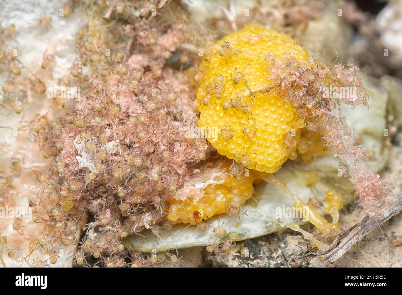 Ball of baby spiders hi-res stock photography and images - Alamy