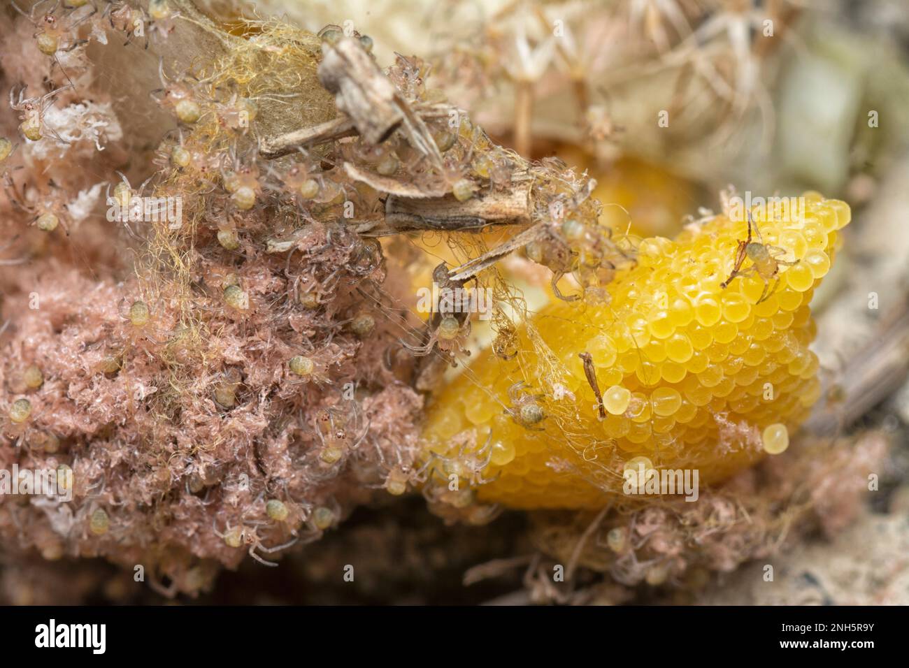 Ball of baby spiders hi-res stock photography and images - Alamy