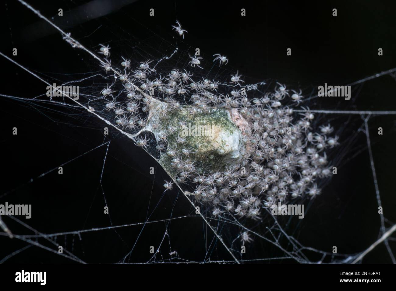 Ball of baby spiders hi-res stock photography and images - Alamy