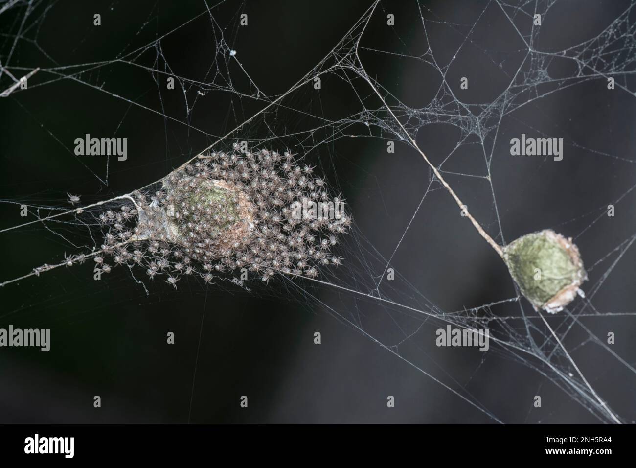 Ball of baby spiders hi-res stock photography and images - Alamy