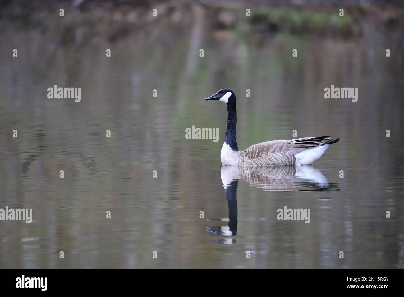 Beautiful canada goose with a perfectly posed long, straight neck on a ...