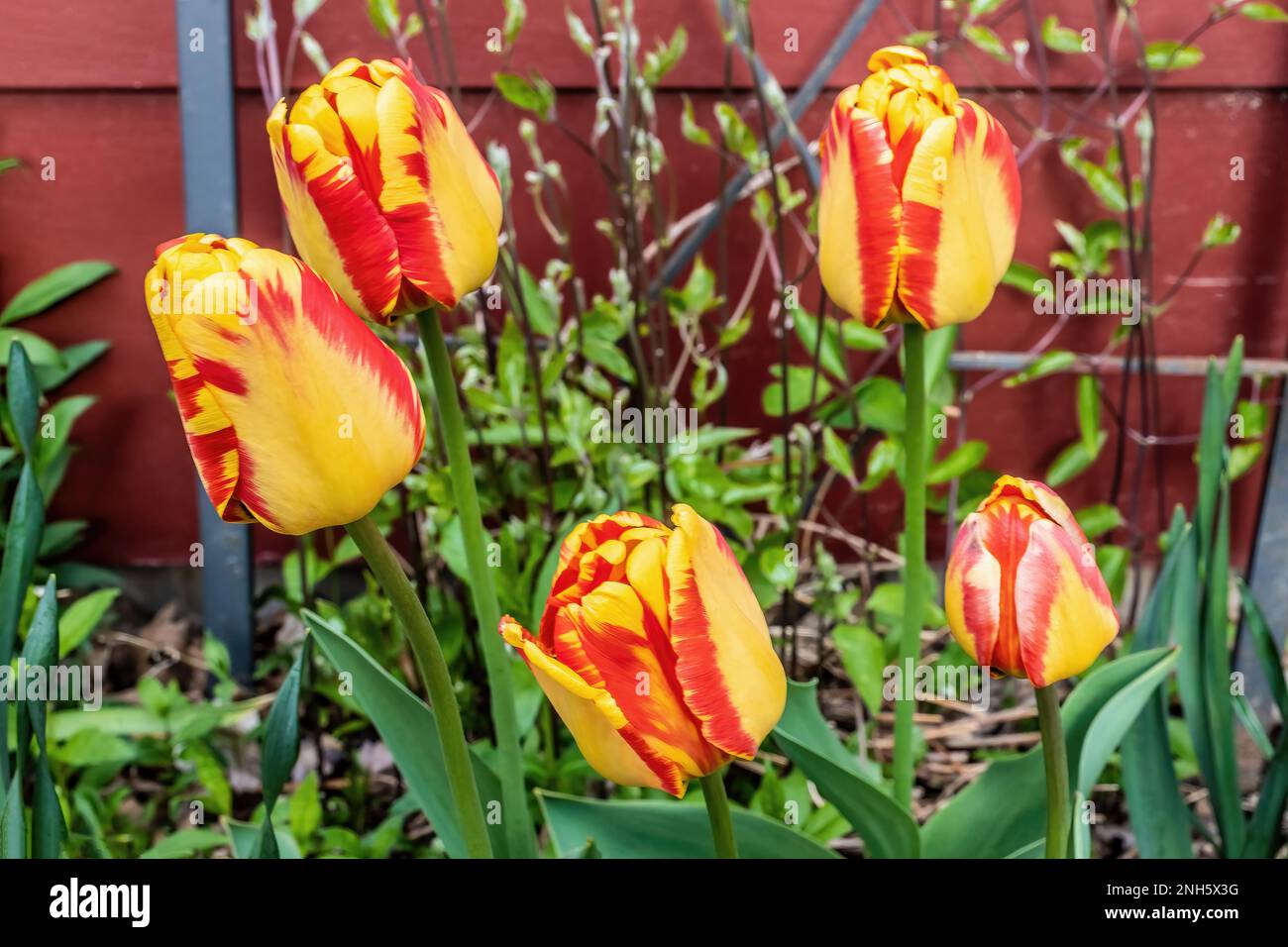 Red and yellow tulips growing in a springtime garden in St, Croix Falls ...