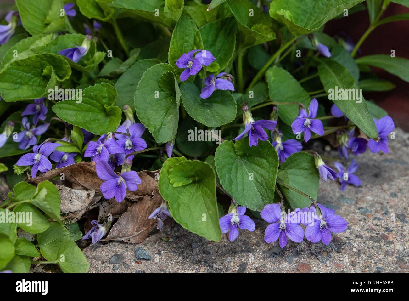 Wild violets with purple flowers as a garden ground cover against a ...