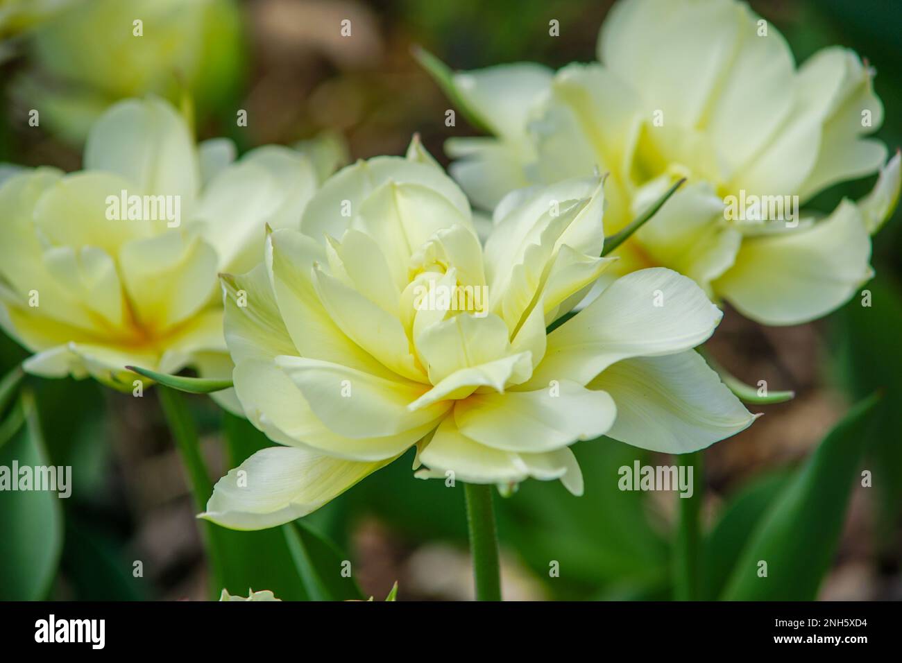 Primavera japon hi-res stock photography and images - Alamy