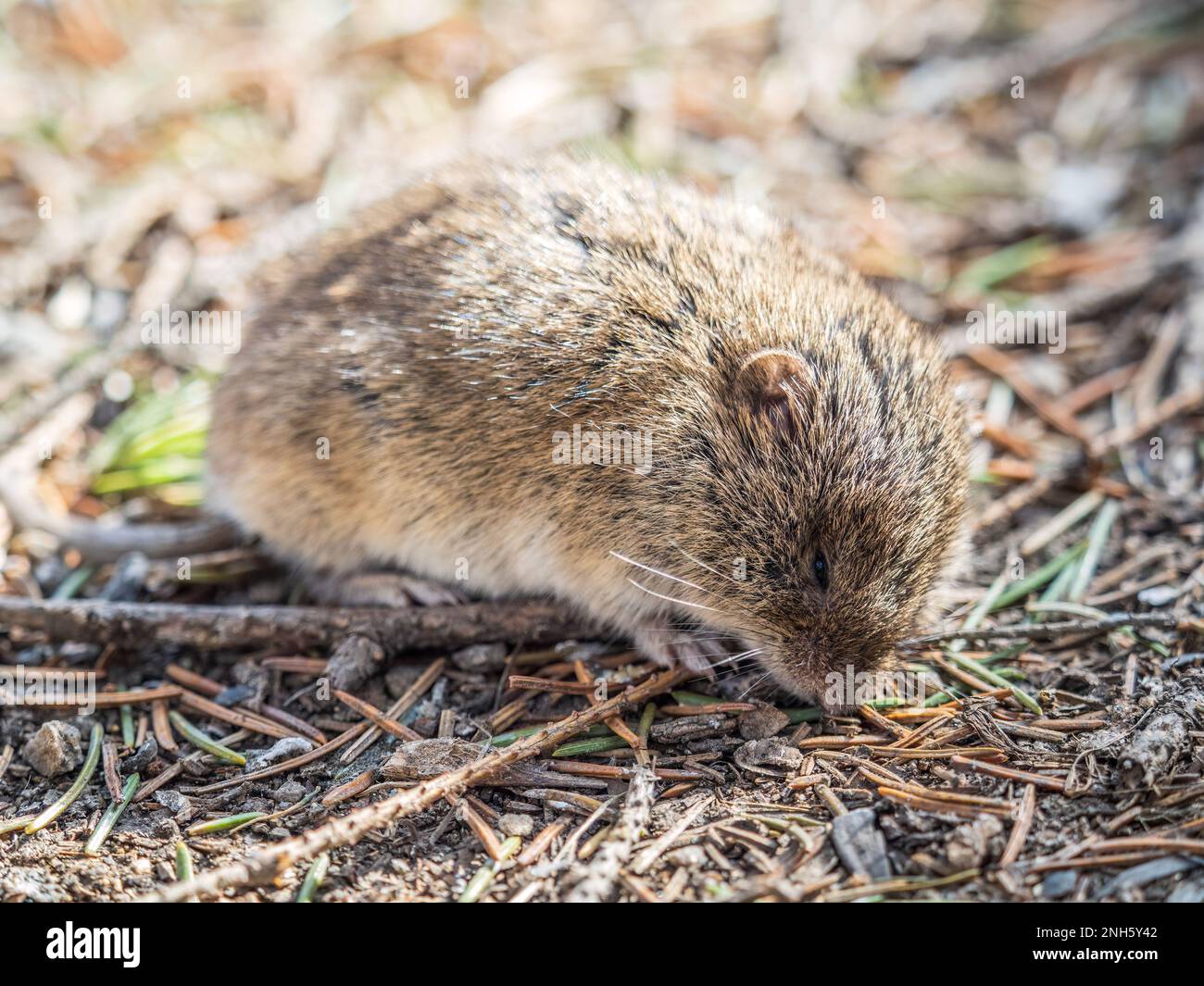 A closeup of a Common vole on the ground with a blurry background ...
