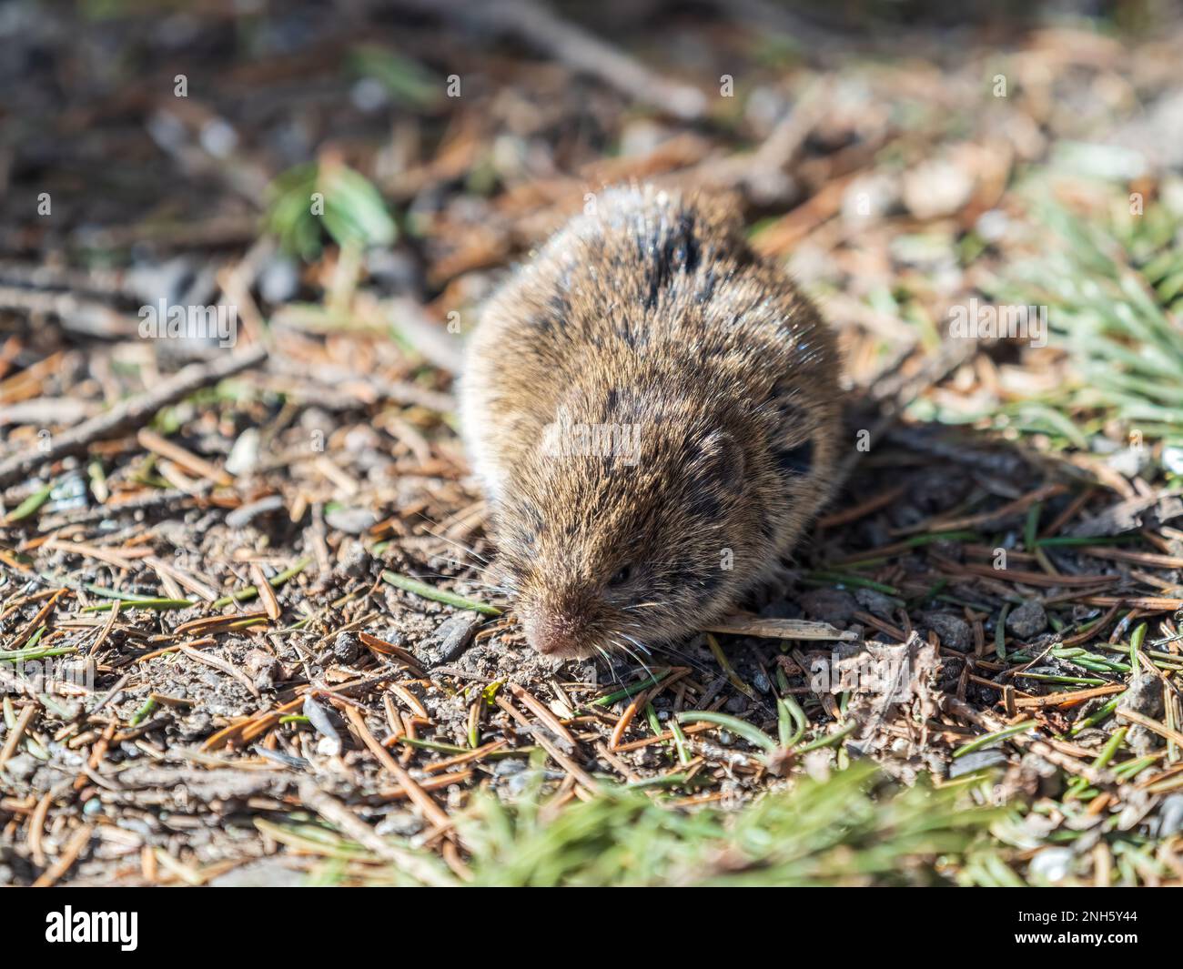 A closeup of a Common vole on the ground with a blurry background ...