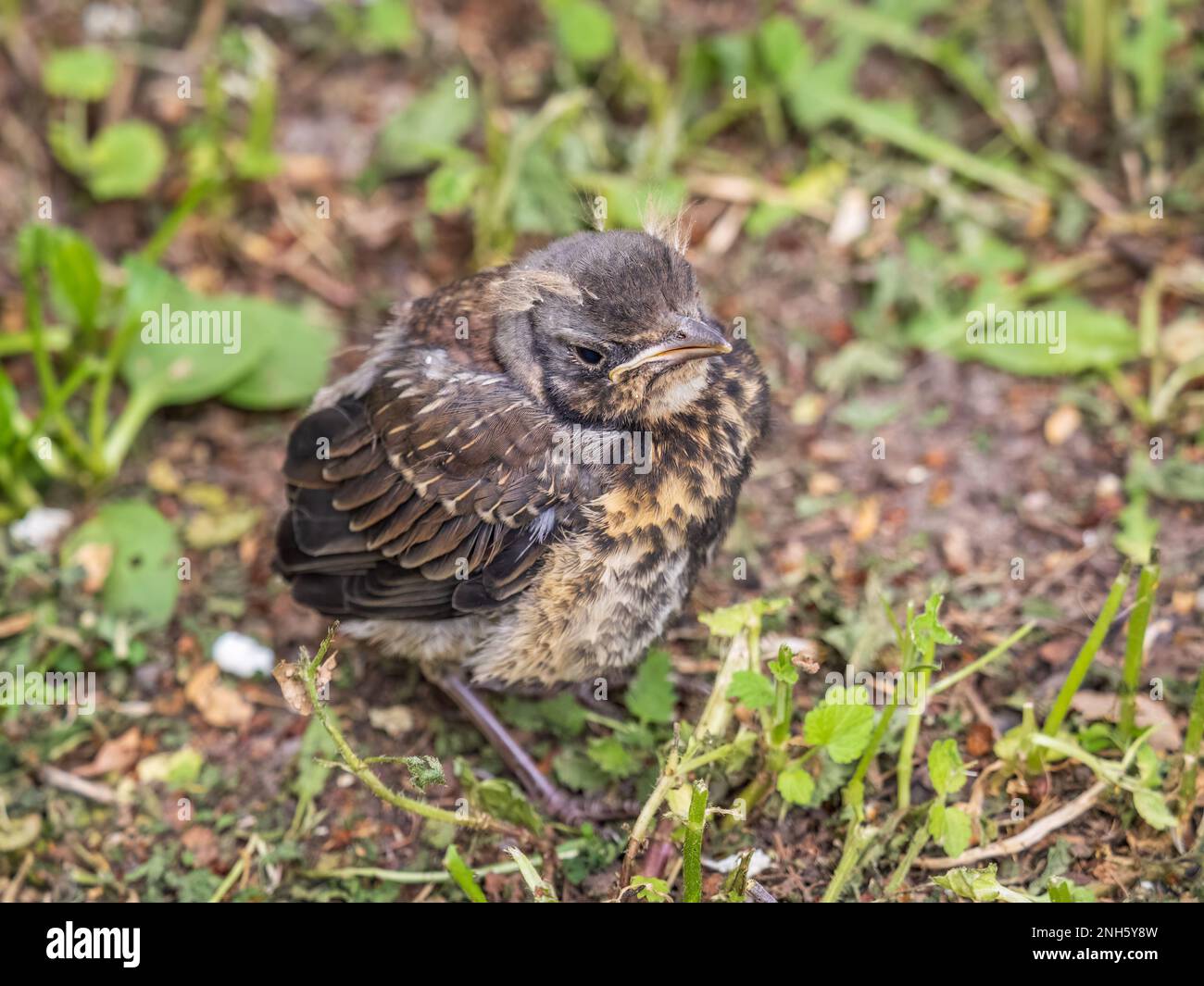 A fieldfare chick, Turdus pilaris, has left the nest and sitting on the ...