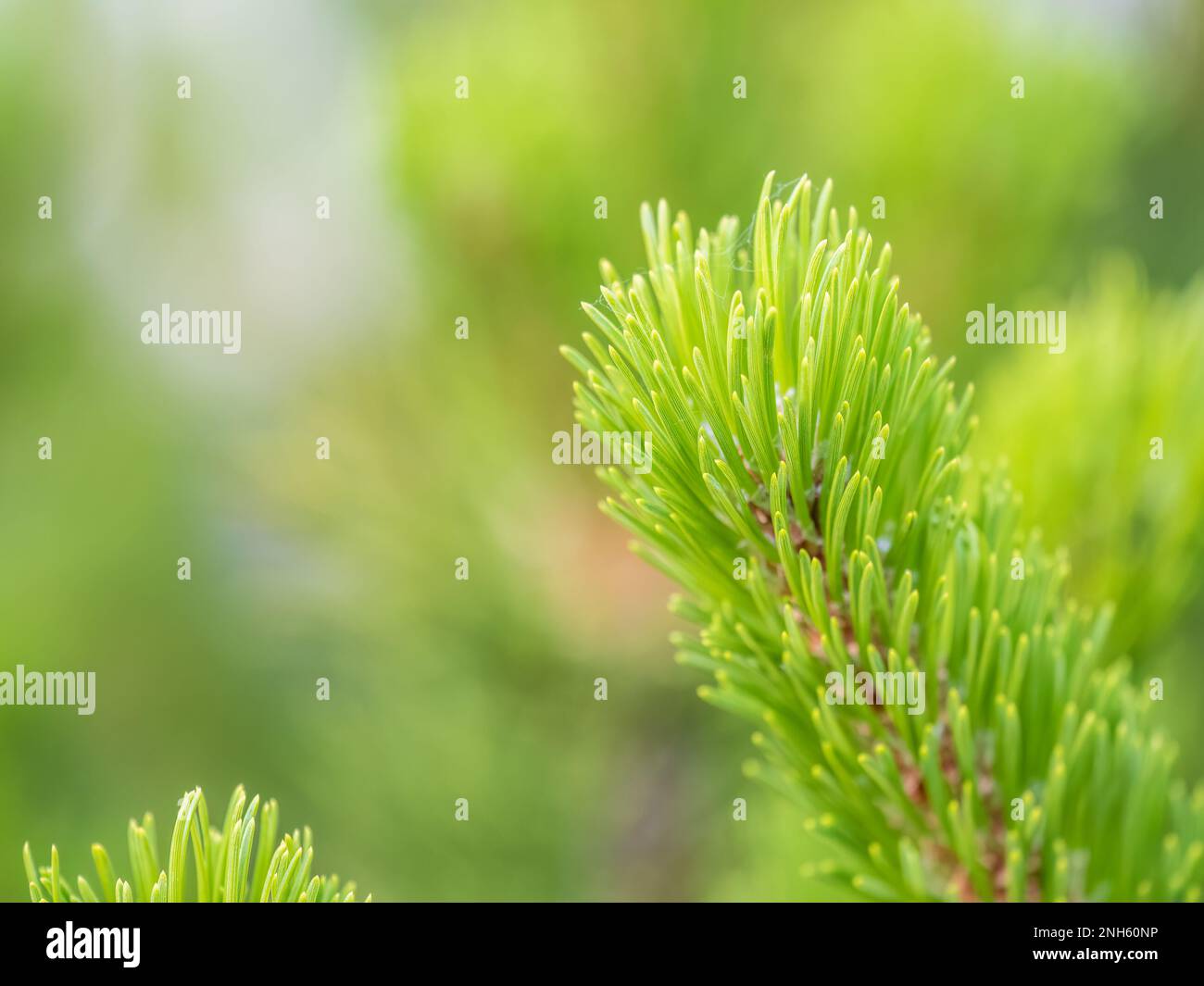 Fir branches with fresh shoots in spring. Young green shoots of spruce ...