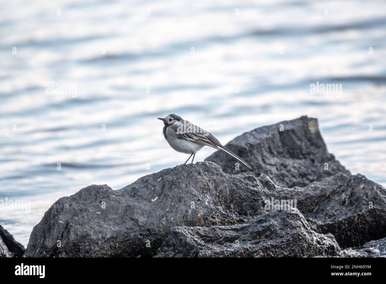 Young white wagtail, Motacilla alba, sitting on lake shore. Portrait of ...